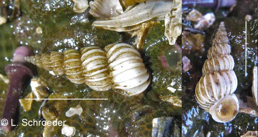 Gastropods - Epitoniidae